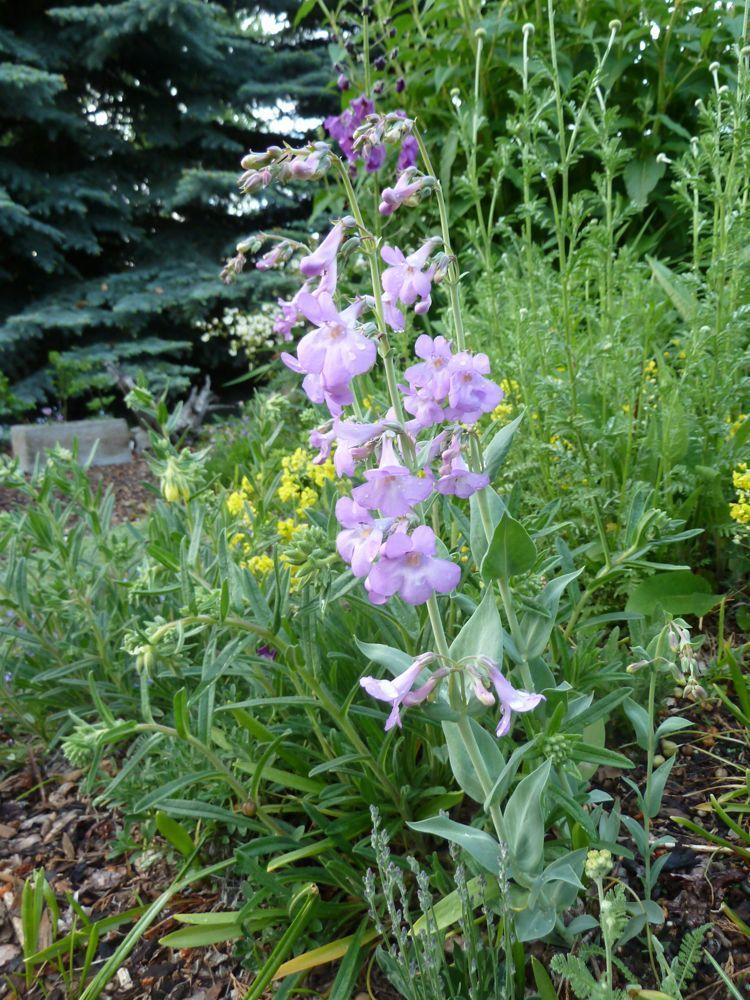 Photo of the entire plant of One-sided Penstemon (Penstemon ...