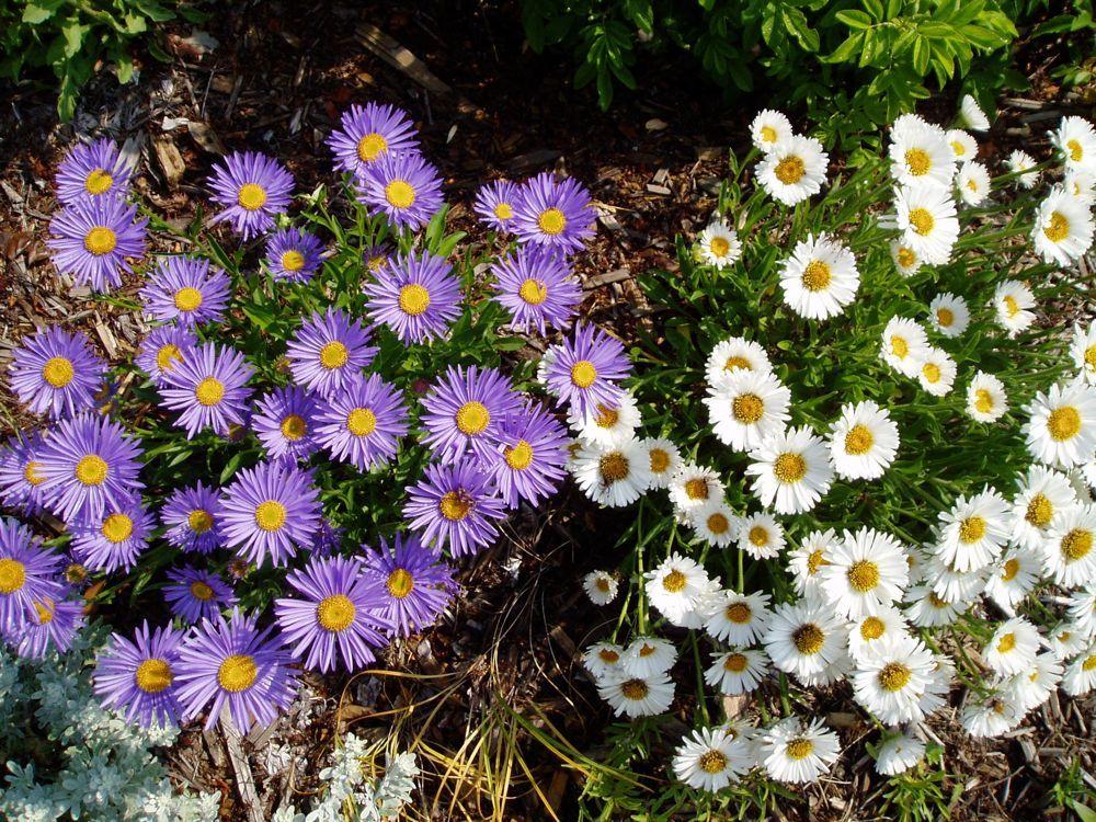 Photo of the entire plant of Alpine Aster (Aster alpinus) posted by ...
