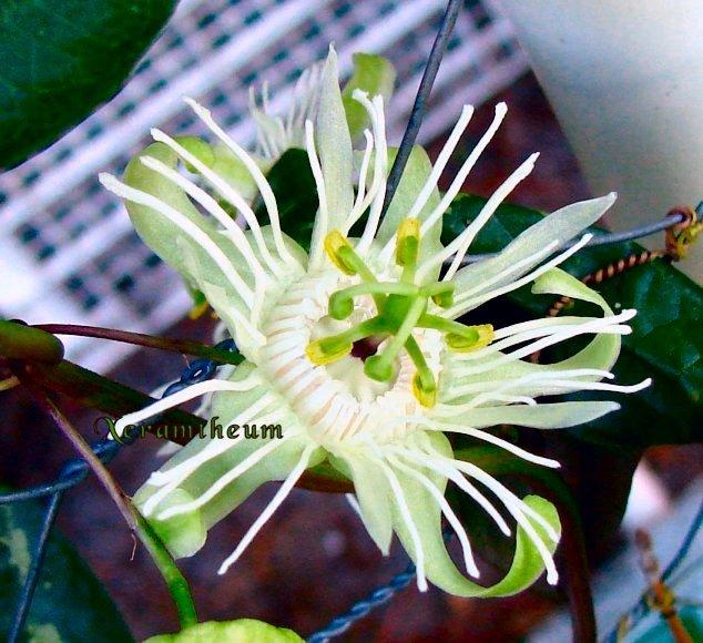Tri-colored Passion Vine (Passiflora trifasciata) - Garden.org