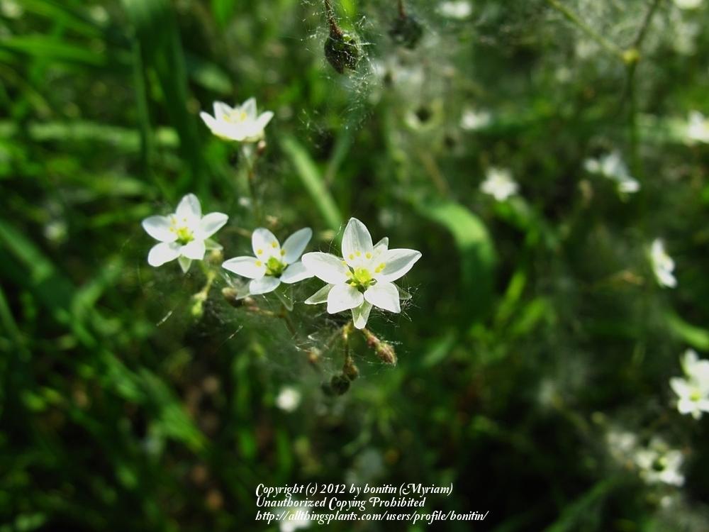Photo of the bloom of Corn Spurrey (Spergula arvensis) posted by ...