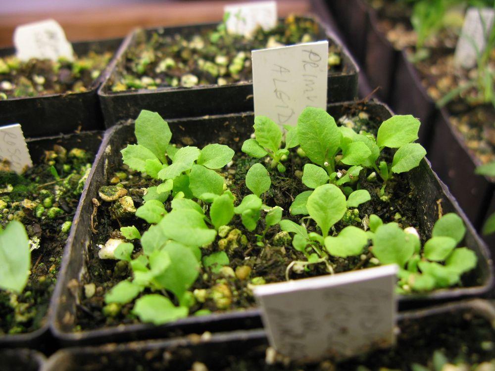 Photo of the seedling or young plant of Bird's-eye Primrose (Primula ...