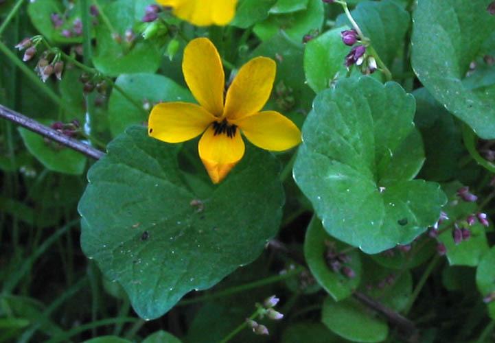 Photo of the bloom of California Golden Violet (Viola pedunculata ...