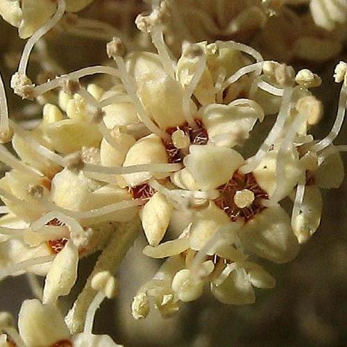 False Olive Tree (Buddleja saligna) in the Butterfly Bushes Database ...