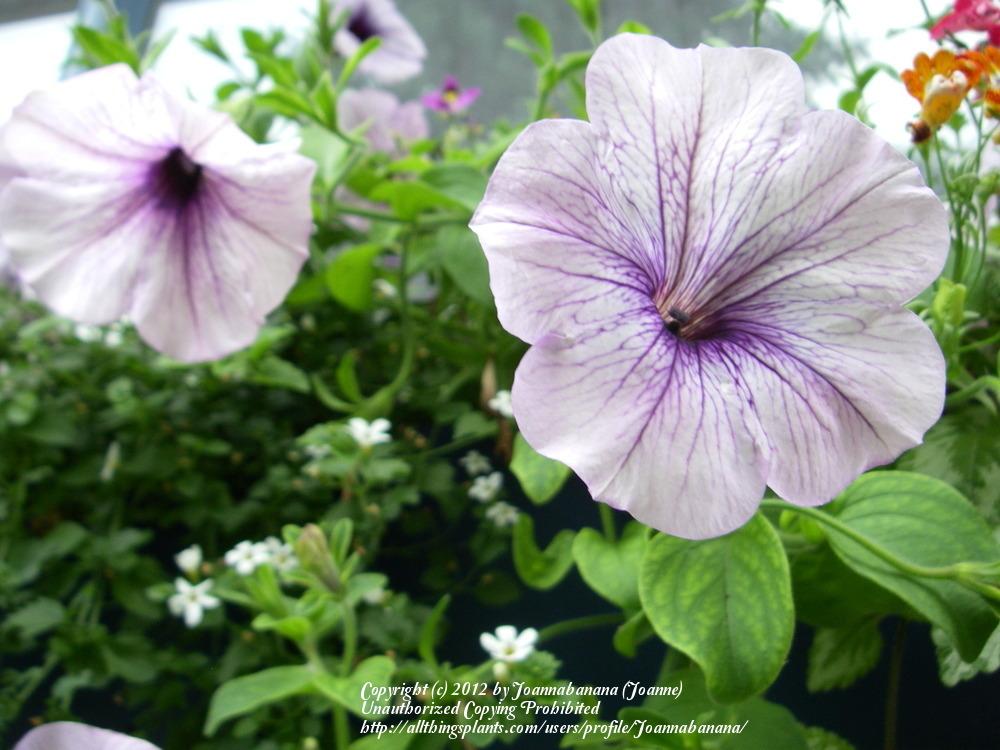 Multiflora Spreading/Trailing Petunia (Petunia Opera Supreme™ Lilac Ice ...