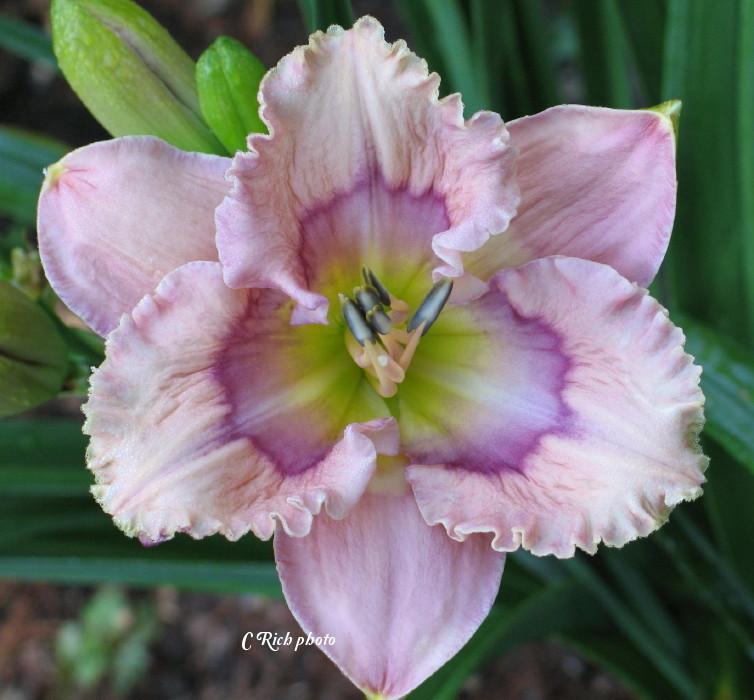 Patterns in the Daylilies forum - Garden.org