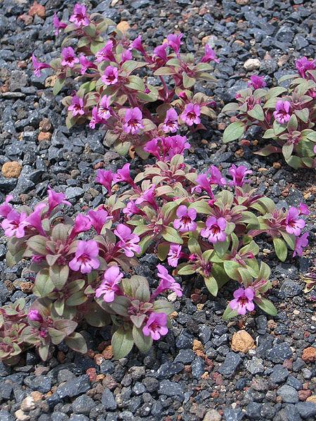 Diplacus mephiticus - Garden.org