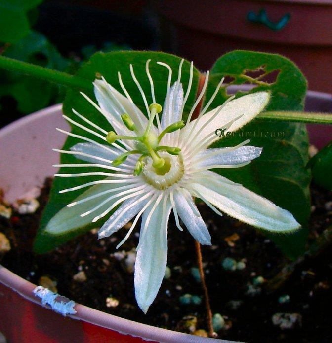 Photo of the bloom of Passion Flower (Passiflora rubra) posted by ...