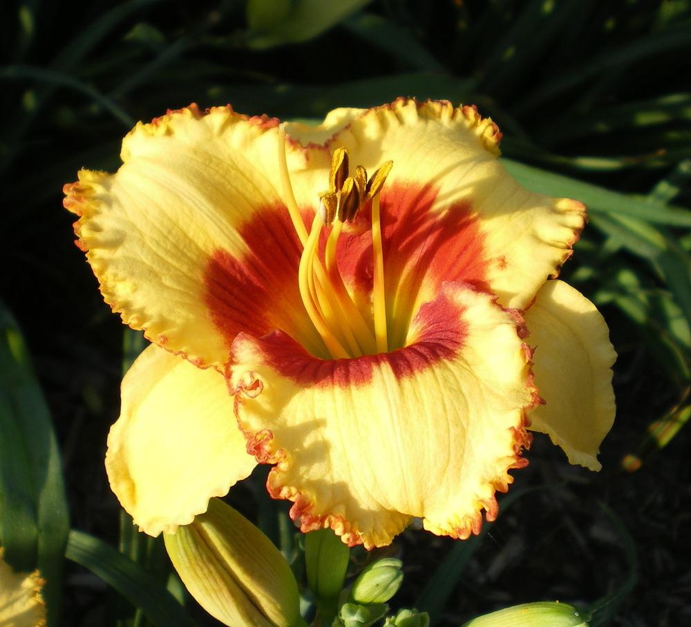Daylily (Hemerocallis 'Cyclone Fan') in the Daylilies Database - Garden.org