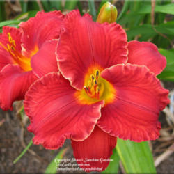 Photo of the bloom of Daylily (Hemerocallis 'Cupid Calling') posted by ...