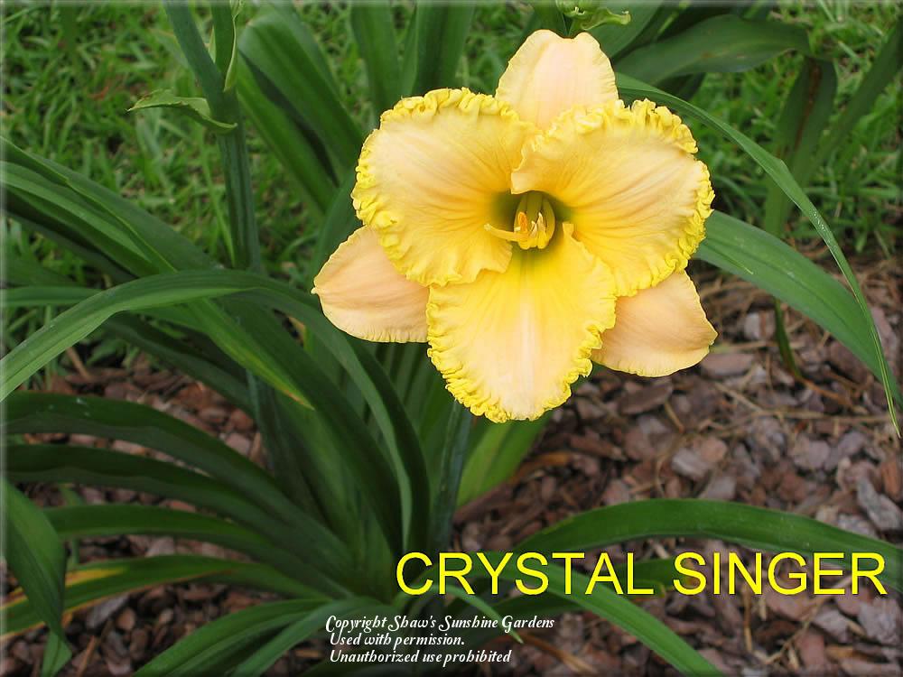 Photo of the bloom of Daylily (Hemerocallis 'Crystal Singer') posted by ...