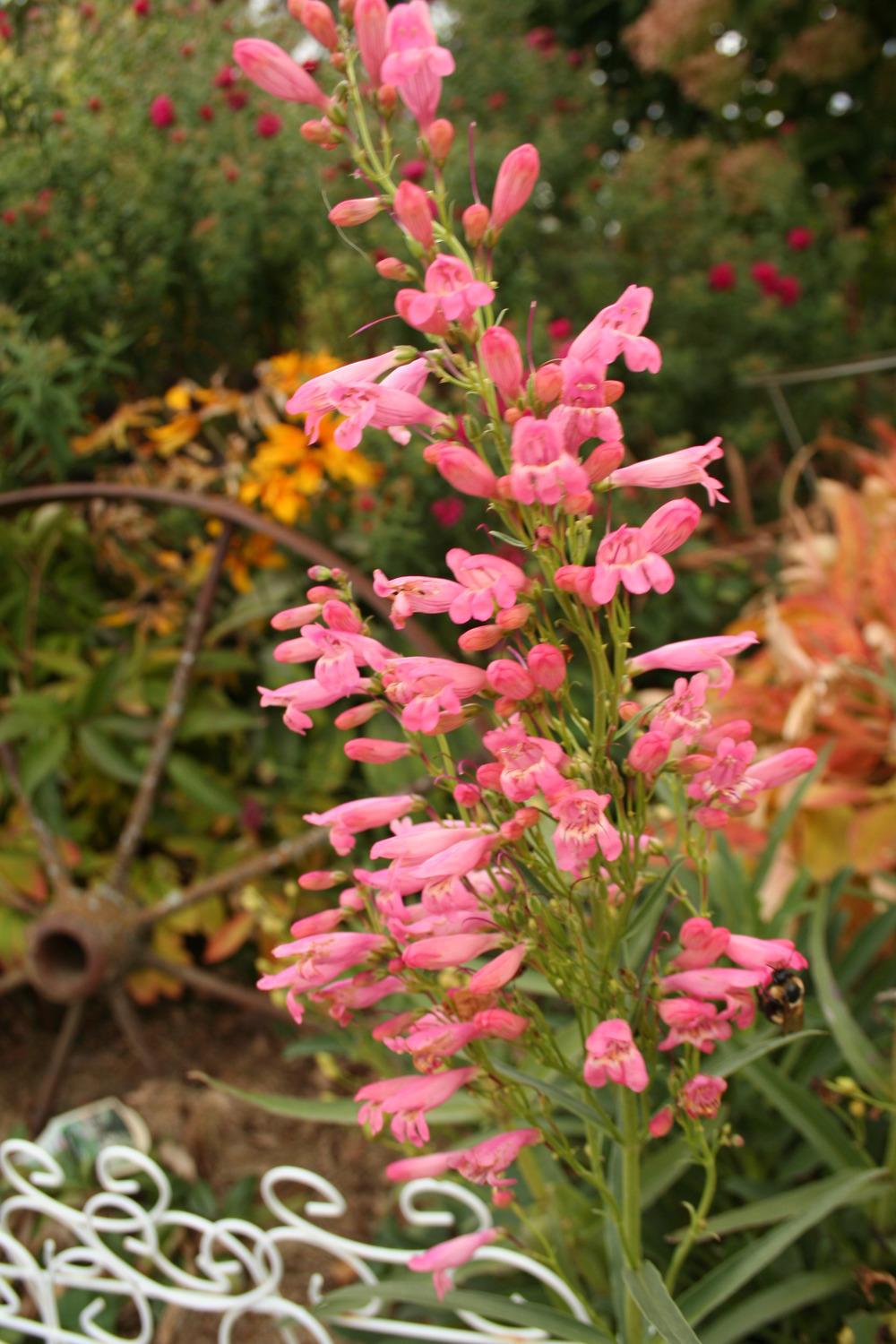 Beardtongue (Penstemon barbatus 'Navigator Mix') in the Penstemons ...