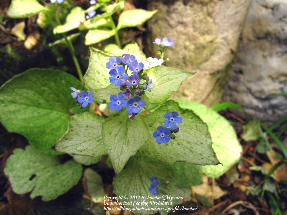 Siberian Bugloss (Brunnera macrophylla 'Spring Yellow') - Garden.org