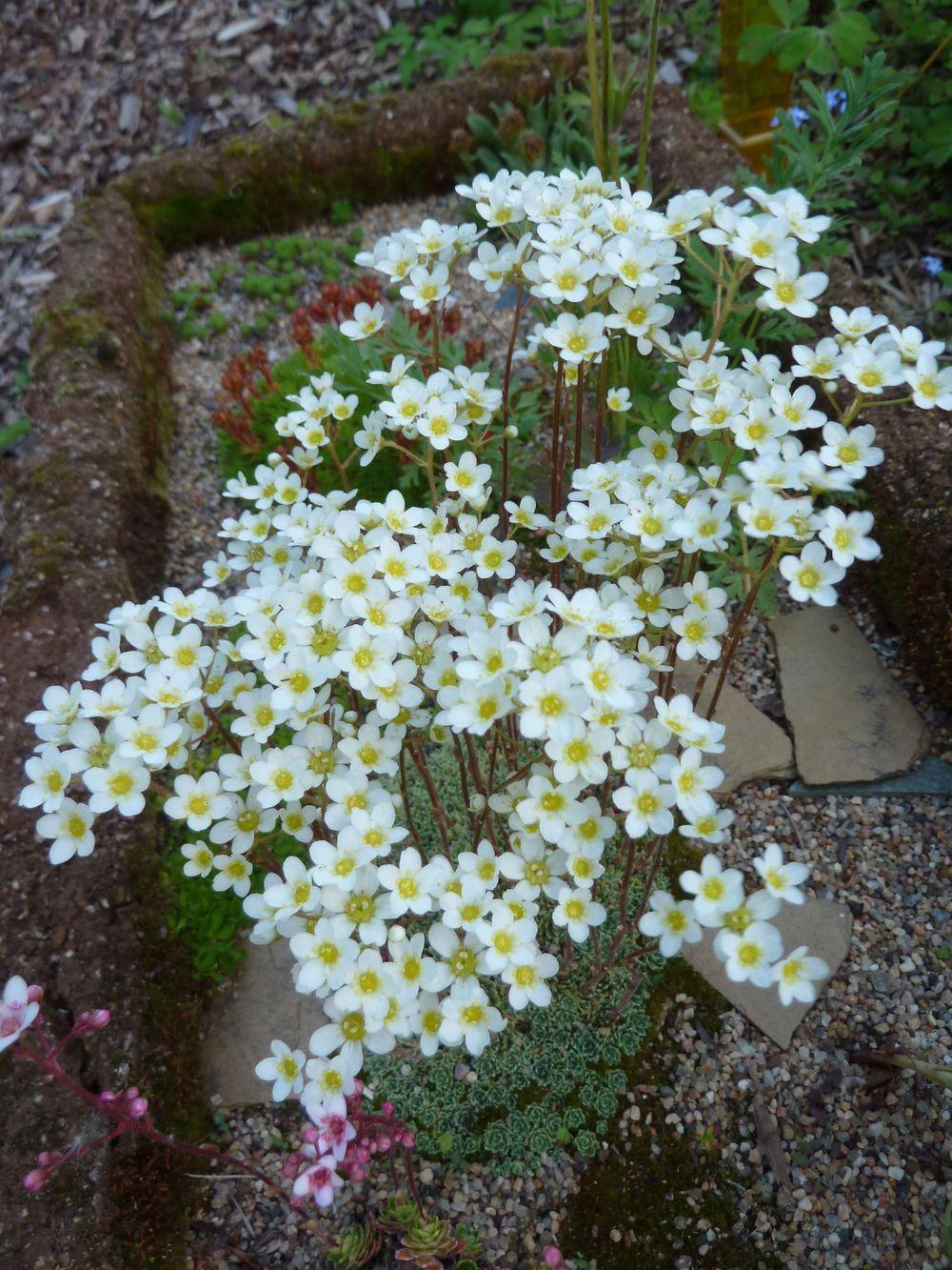 Encrusted Saxifrage (Saxifraga paniculata 'Minutifolia') - Garden.org