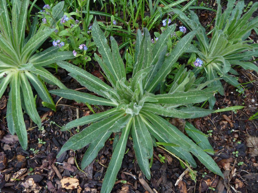 Photo of the entire plant of Yellow Bellflower (Campanula thyrsoides ...