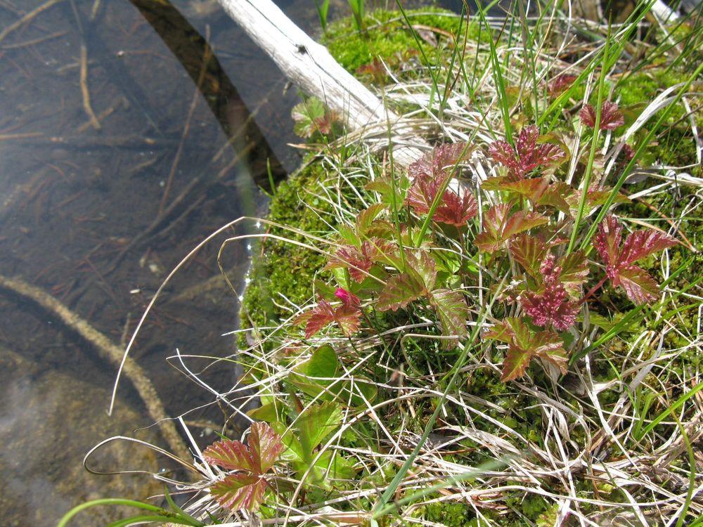 Dwarf Raspberry (Rubus arcticus subsp. acaulis) in the Rubus Database ...