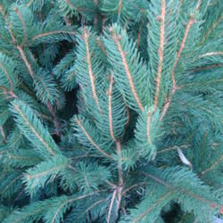 Photo of the leaves of Black Spruce (Picea mariana 'Wellspire') posted ...