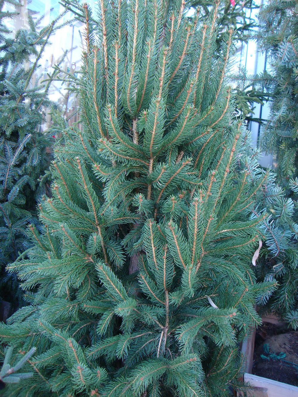 Photo of the entire plant of Black Spruce (Picea mariana 'Wellspire ...