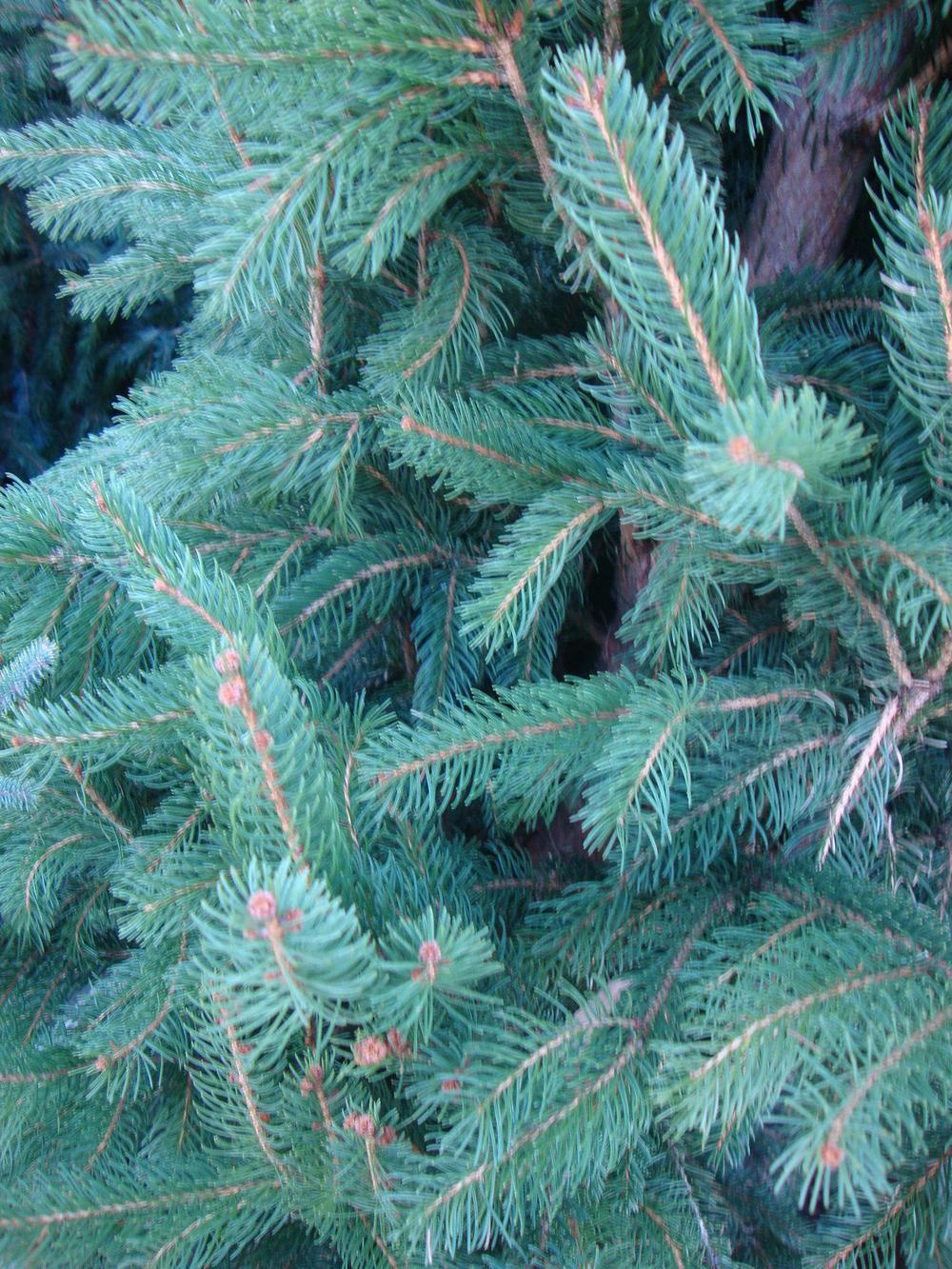 Photo of the leaves of Black Spruce (Picea mariana 'Wellspire') posted ...
