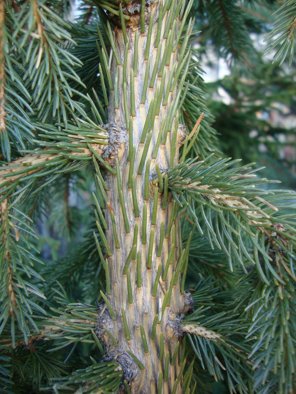 Photo of the stem, scape, stalk or bark of Weeping White Spruce (Picea ...
