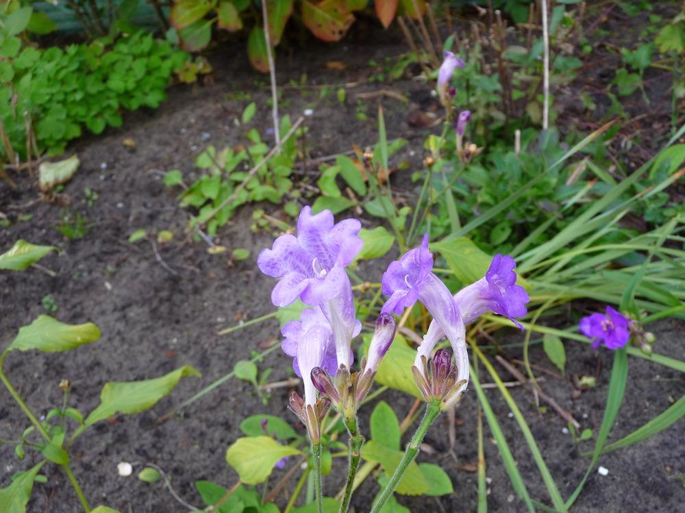 Deep-Blue Curved Bells (Strobilanthes atropurpurea) - Garden.org