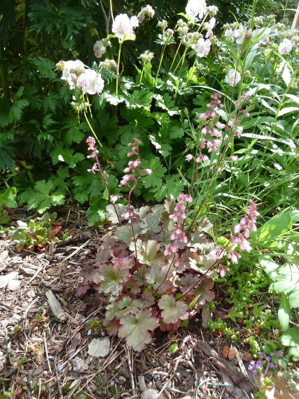 Coral Bells (Heuchera 'Petite Ruby Frills') in the Coral Bells Database ...