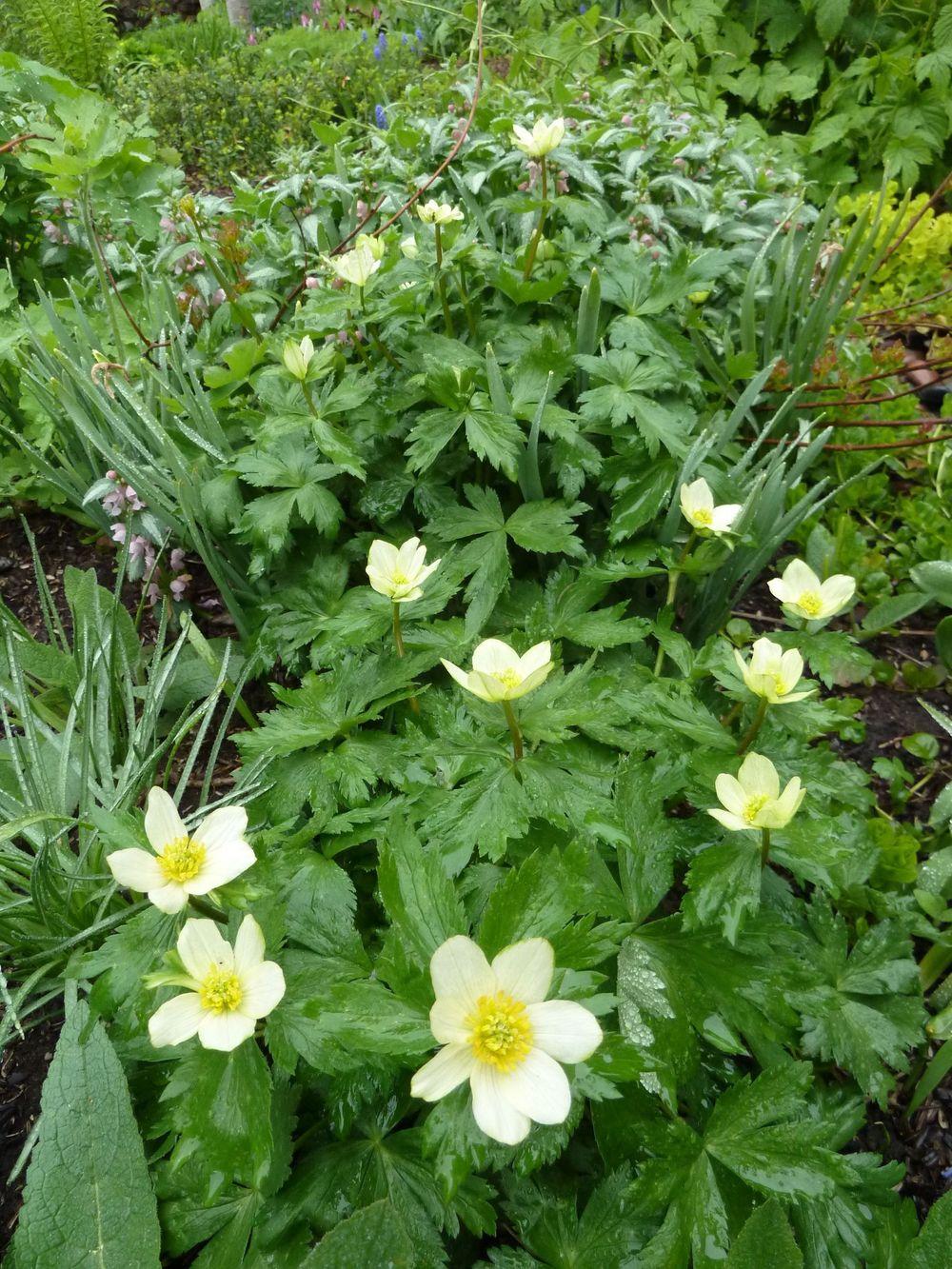 Photo of the entire plant of American globeflower (Trollius laxus ...