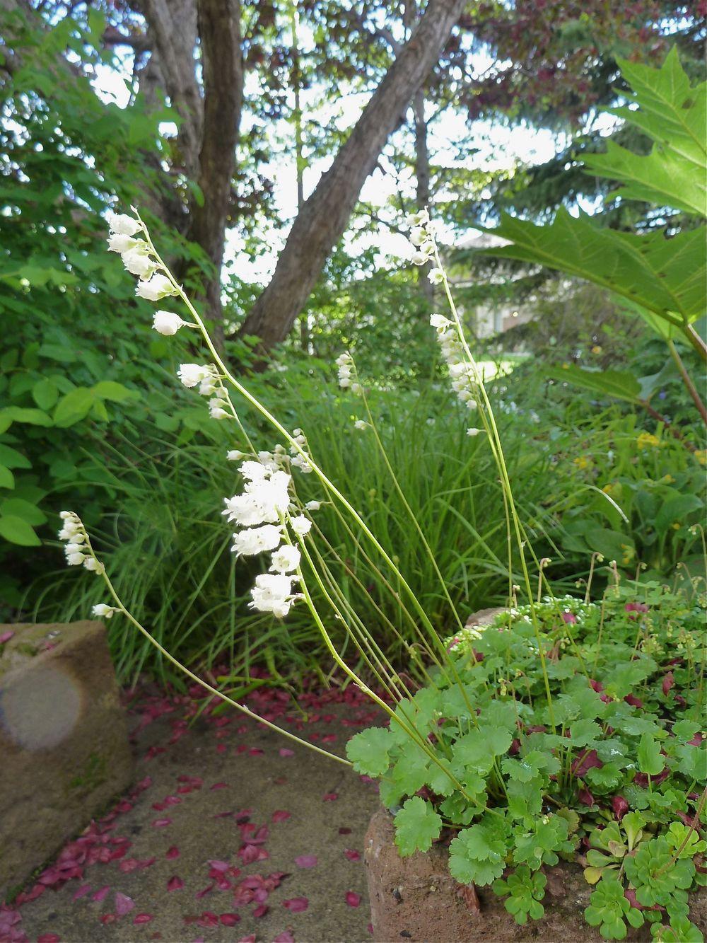 Hall's Alumroot (Heuchera hallii) in the Coral Bells Database - Garden.org