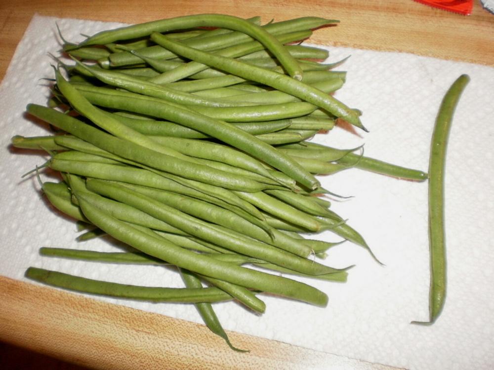 Common Bean (Phaseolus vulgaris 'Haricots Verts') in the Beans Database ...