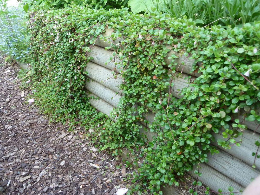 Photo of the entire plant of Twinflower (Linnaea borealis) posted by ...