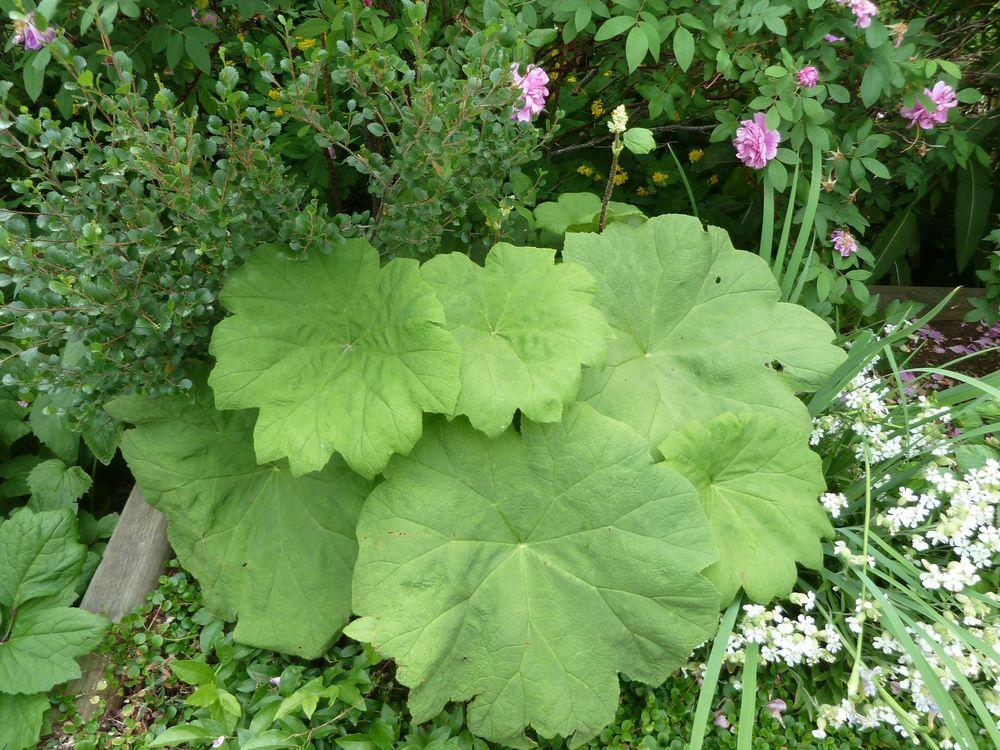 Shieldleaf Roger's Flower (Astilboides tabularis) - Garden.org