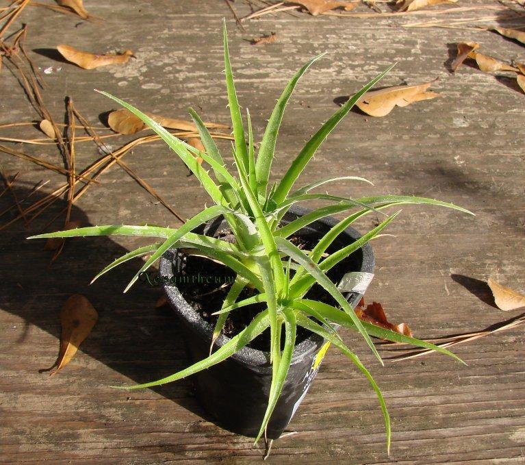 Photo of the entire plant of Blue Puya (Puya x berteroniana) posted by ...