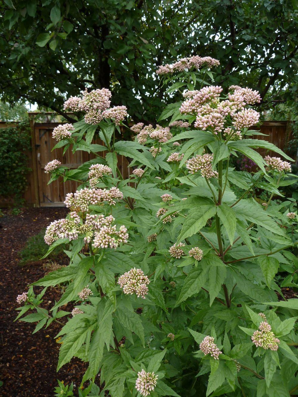 Eupatoriums: Plant Care and Collection of Varieties - Garden.org