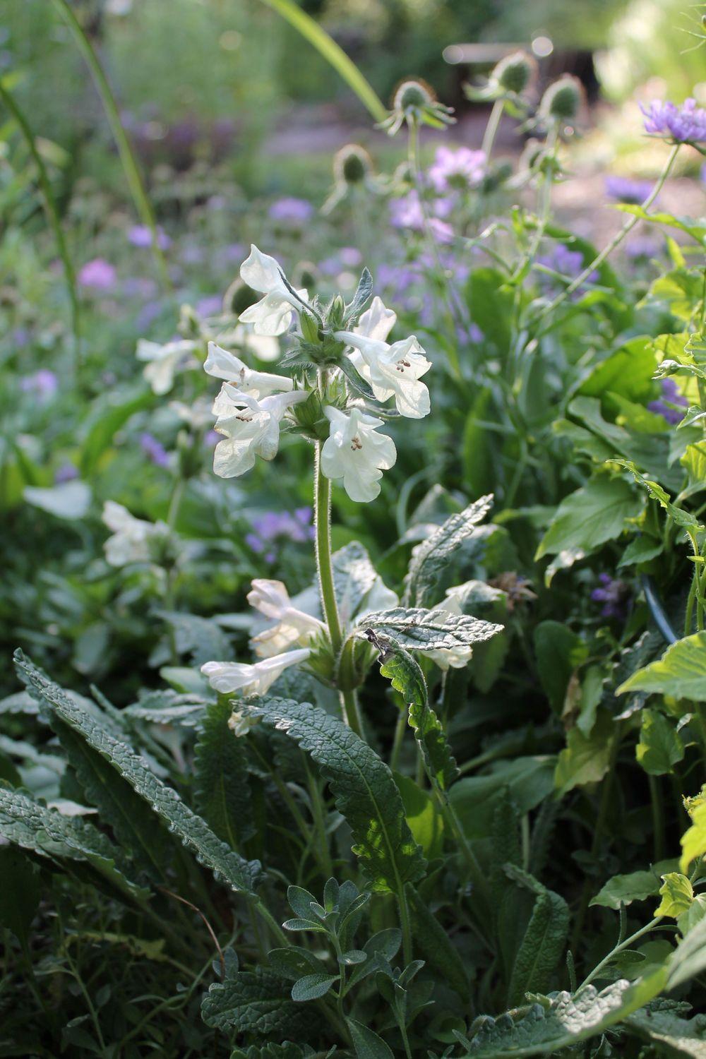 Lamb's Ear (Stachys nivea) in the Lamb's Ears Database - Garden.org