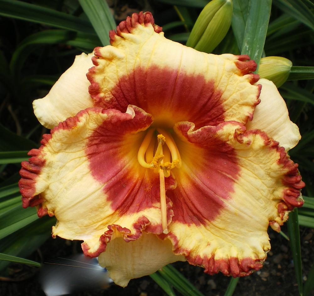 Photo of the bloom of Daylily (Hemerocallis 'Easy on the Eyes') posted by janicewood549 - Garden.org