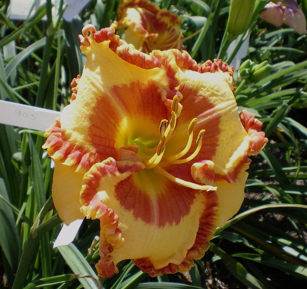 Daylily (Hemerocallis 'Eye Scream Sun Day') in the Daylilies Database ...