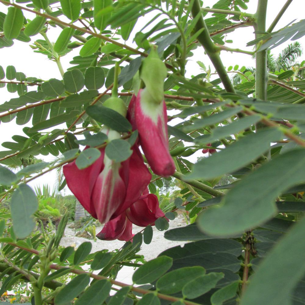 Hummingbird Tree (Sesbania grandiflora) - Garden.org