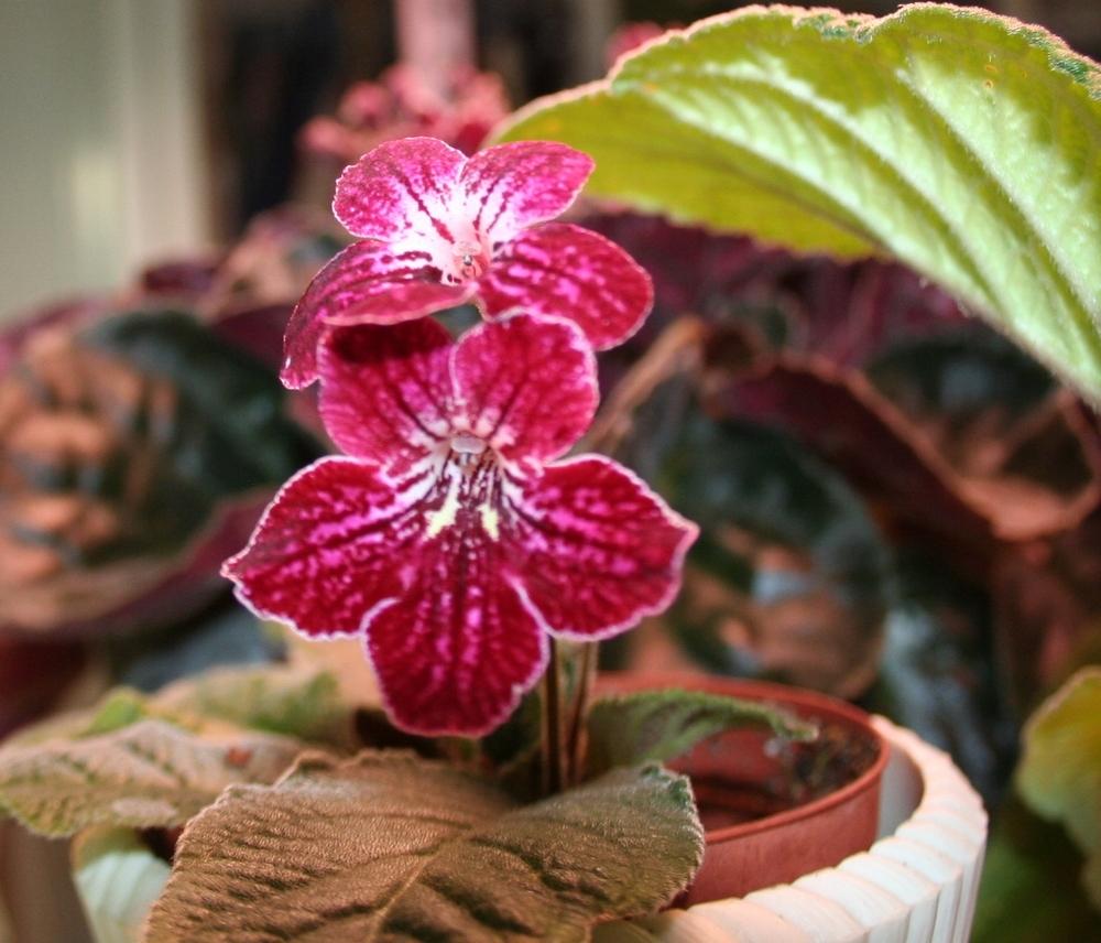 Cape Primrose (Streptocarpus 'Ravishing Ruby') in the Cape Primroses ...