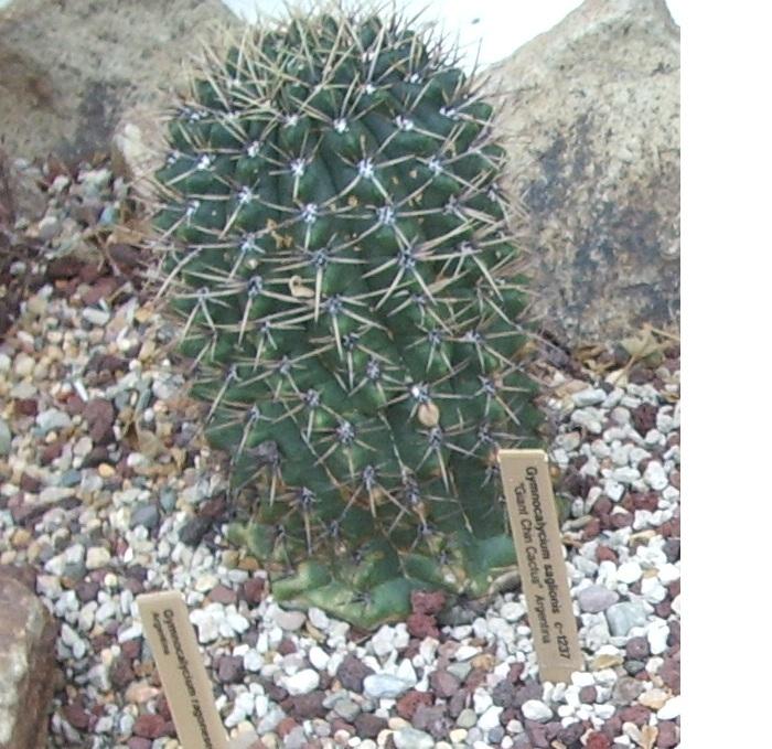 Photo of the entire plant of Giant Chin Cactus (Gymnocalycium saglionis ...