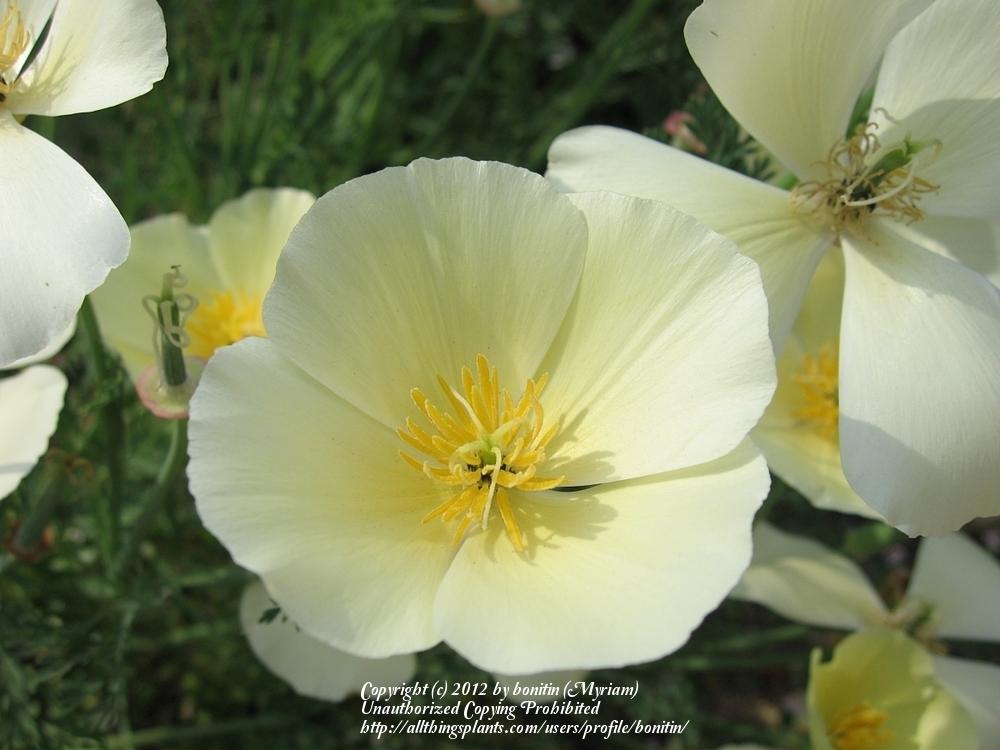 California Poppy (Eschscholzia californica 'Alba') - Garden.org