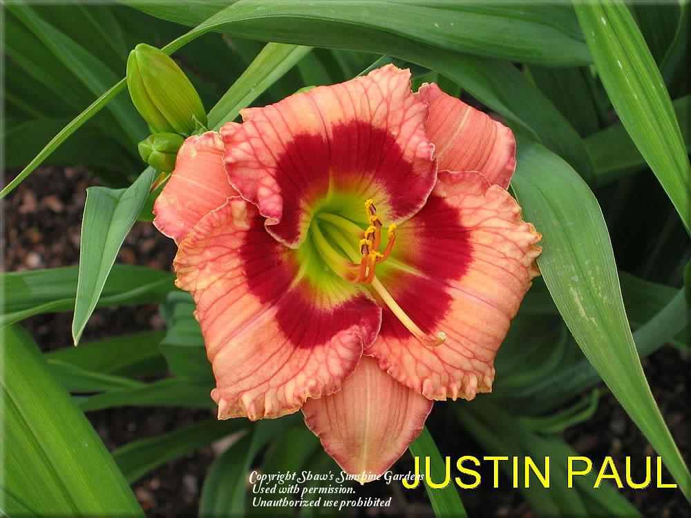 Photo of the bloom of Daylily (Hemerocallis 'Justin Paul') posted by ...