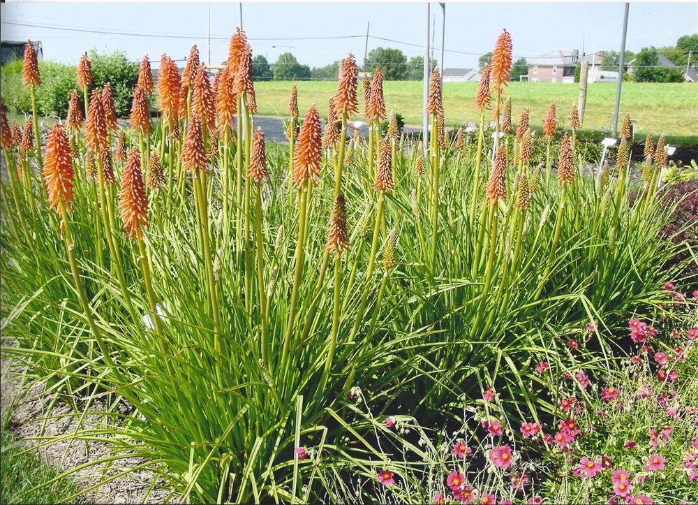 Torch Lily (Kniphofia 'Elvira') in the Torch Lilies Database - Garden.org