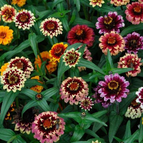 Zinnia (Zinnia haageana 'Aztec Sunset') - Garden.org