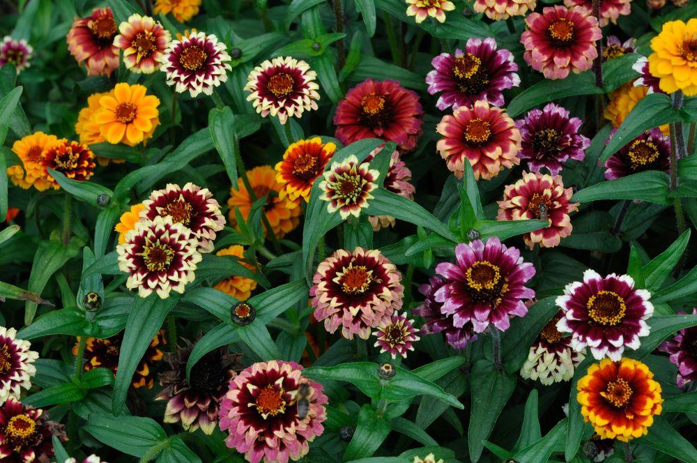 Zinnia (Zinnia haageana 'Aztec Sunset') - Garden.org