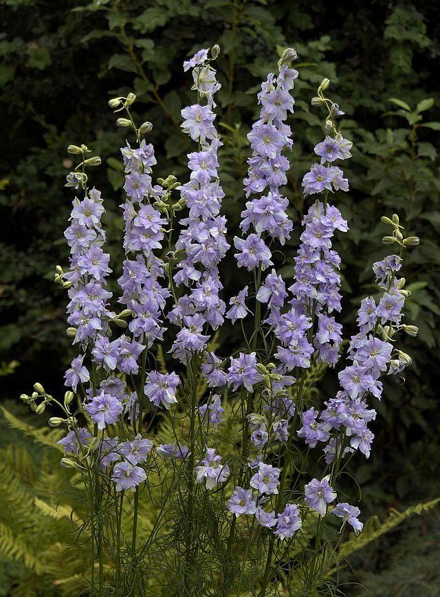 Delphinium (Consolida regalis 'Sydney Light Blue') in the Consolidas ...