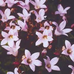 Milky Bellflower (Campanula lactiflora 'Dwarf Pink') in the Bellflowers ...