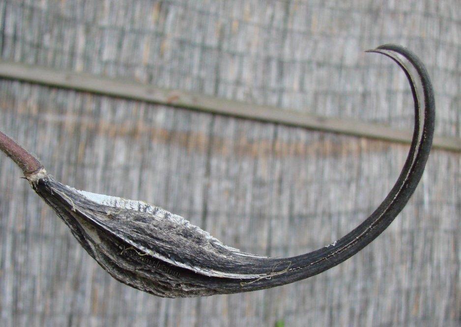 Photo of the seed pods or heads of Devil's Claw (Proboscidea parviflora ...