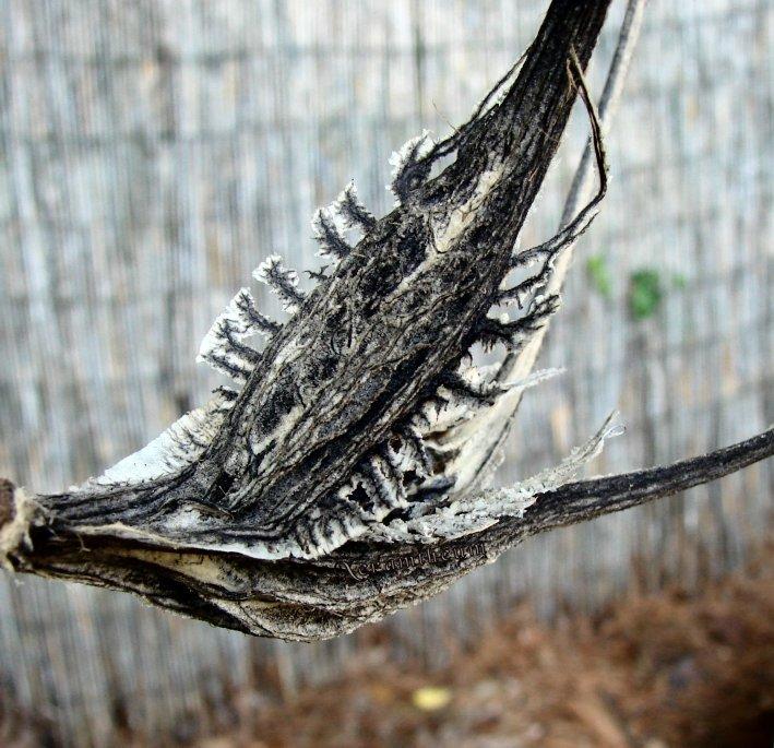 Photo of the seed pods or heads of Devil's Claw (Proboscidea parviflora ...