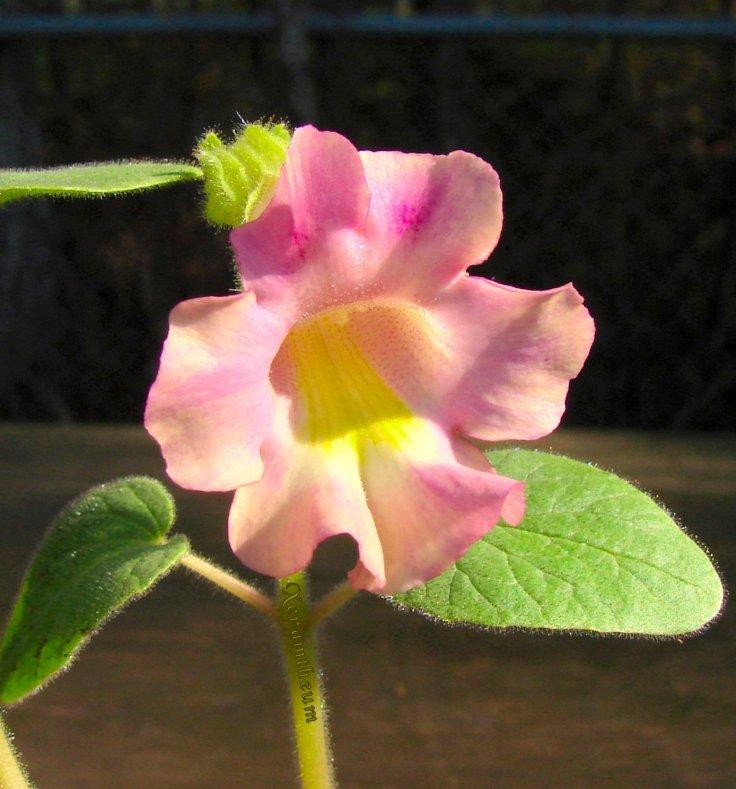 Devil's Claw (Proboscidea parviflora var. hohokamiana) - Garden.org