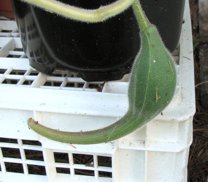 Photo of the seed pods or heads of Devil's Claw (Proboscidea parviflora ...