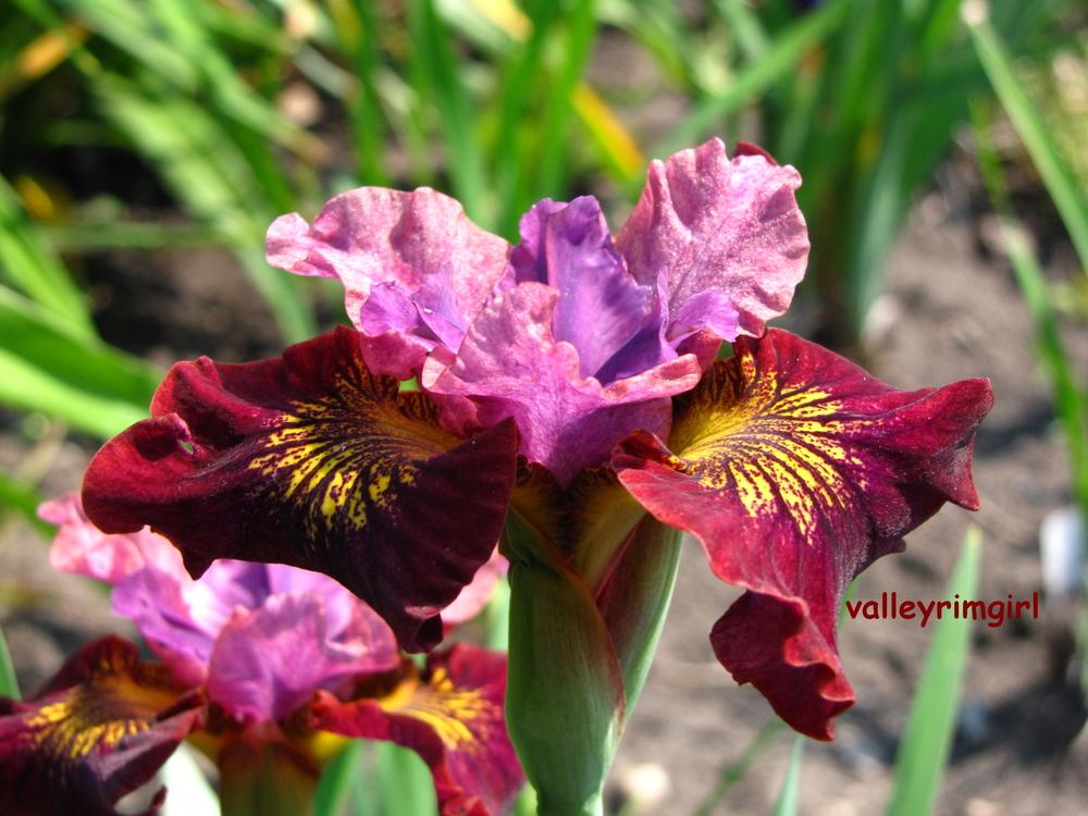 Siberian Iris (Iris 'Miss Apple') in the Irises Database - Garden.org